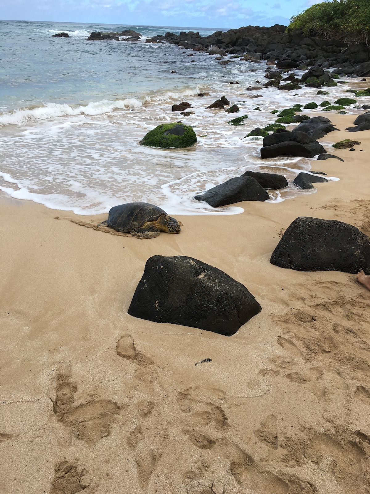 Protecting Hawaii's Green Sea Turtles - EAT | PLAY | STAY | HAWAII