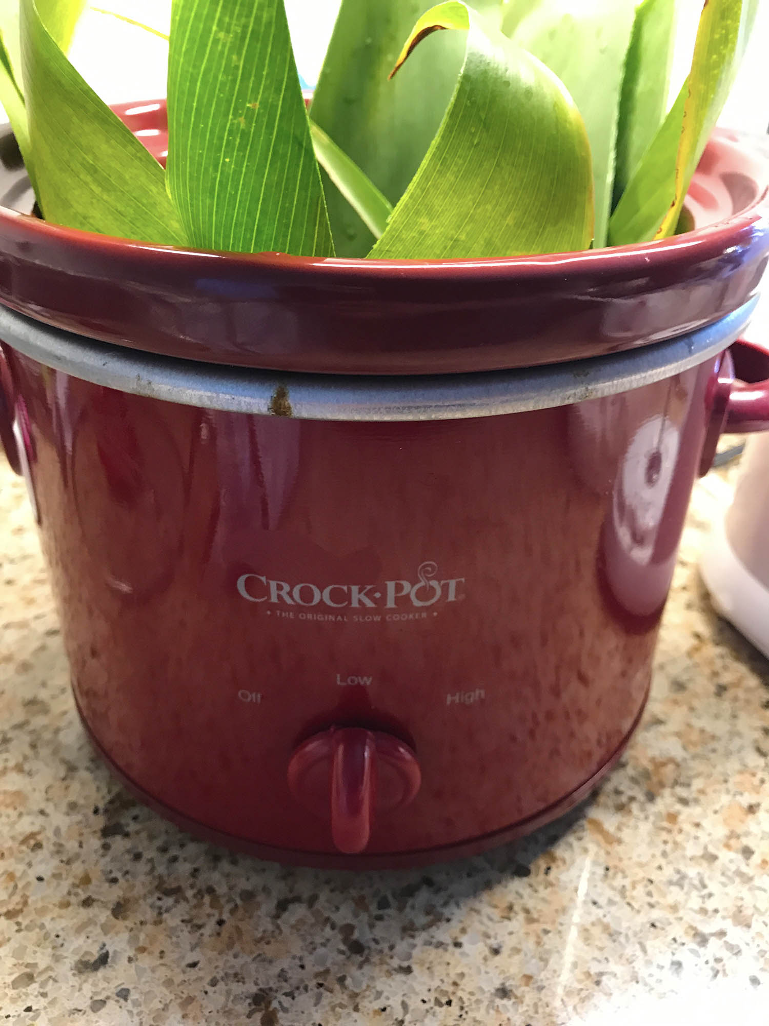 How to Make Kulolo, a Hawaiian Dessert - EAT | PLAY | STAY | HAWAII